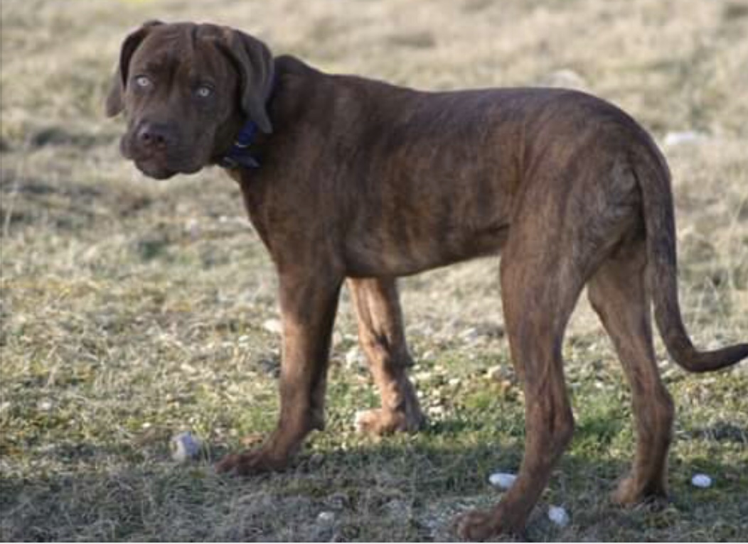 The Best Worst Dog Ever – Life but not as we know it